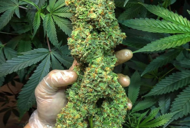 New NC Cannabis Report Warns State’s THC Market Has Become a “Wild West”