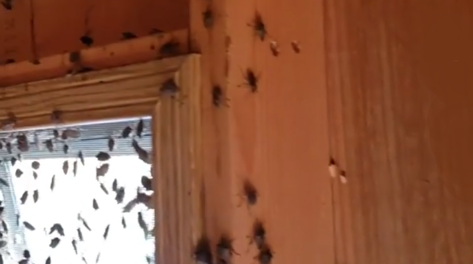 Can Your House Be Infested With Stink Bugs Britany Schreiber