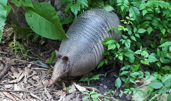 New Map Reveals Armadillo's Rapid and Invasive Spread Across NC - How ...