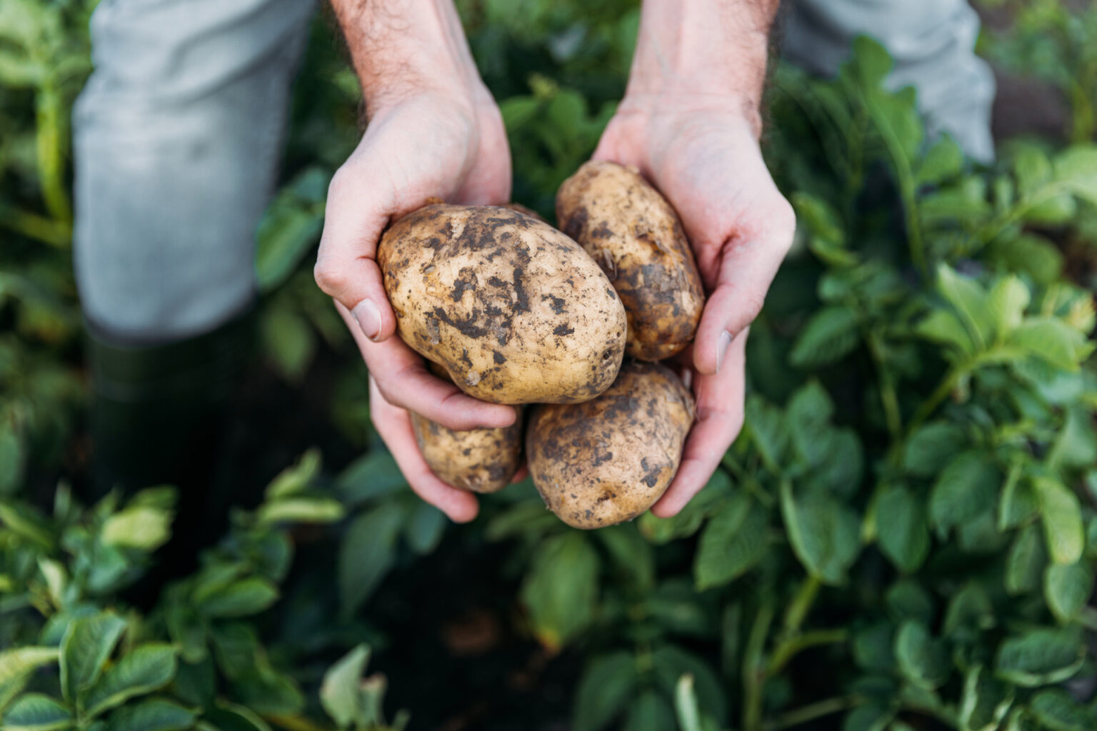 Small-Scale Potato Farming: A Complete Guide
