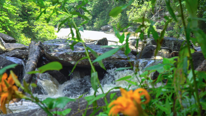 North Carolina is Home To The Only US Rainforest East of The Mississippi