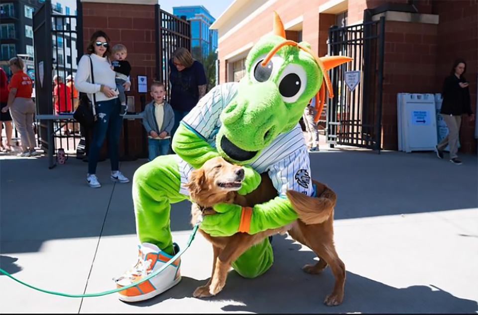Bring Your Best Friend to the Ballgame: Knights' Launch Bark in the ...