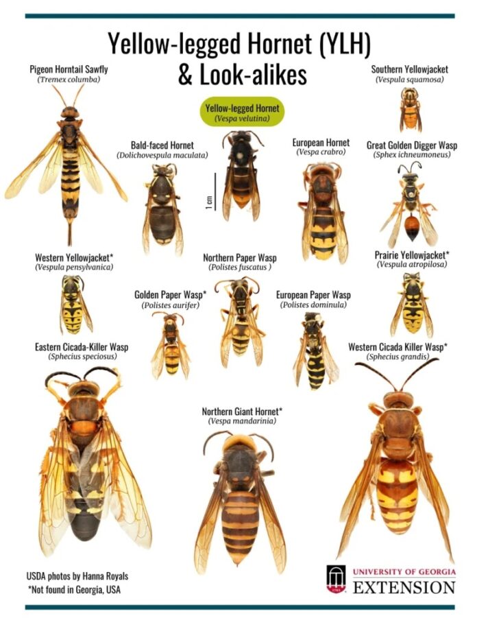 Report Sightings Of New Yellow-Legged Hornets in The Carolinas
