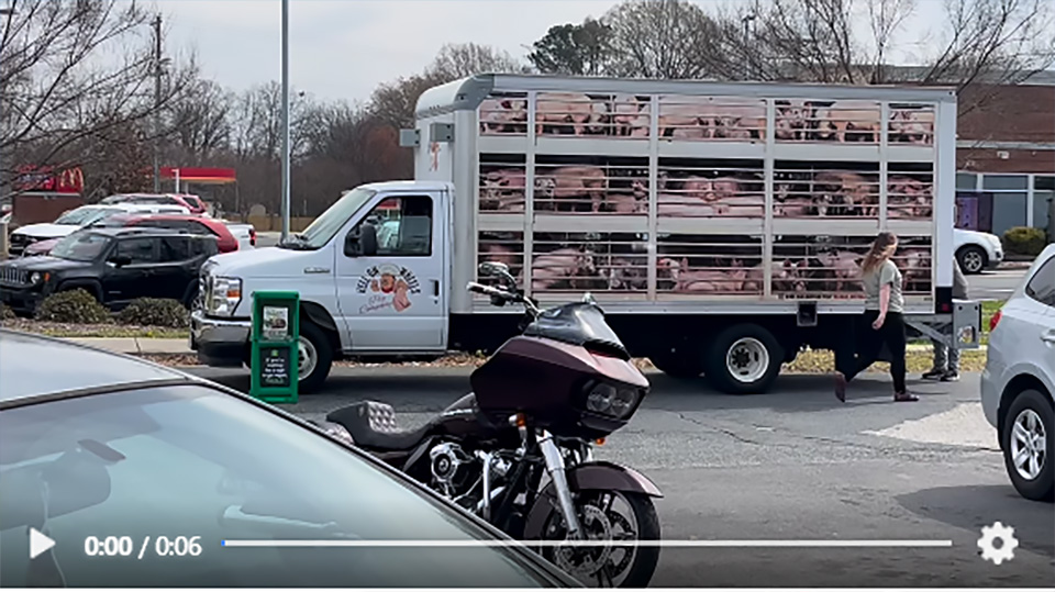 dixie pig peta protest - Charlotte Stories