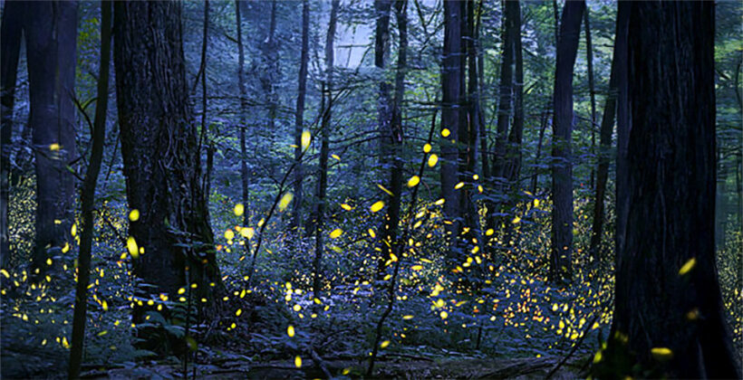 Ultra Rare Synchronous Firefly Dances Coming to the Carolinas This Spring