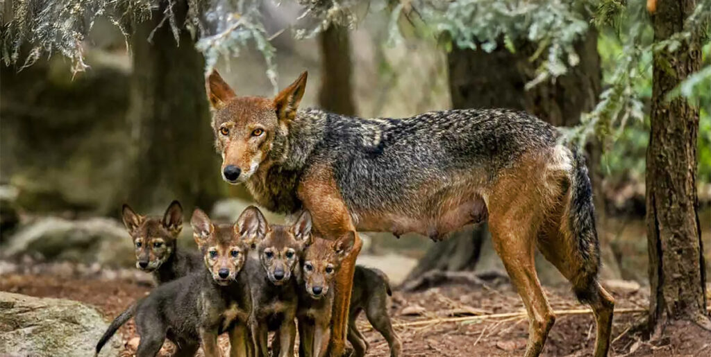 Critically Endangered Red Wolves Set for New Life in NC Mountains