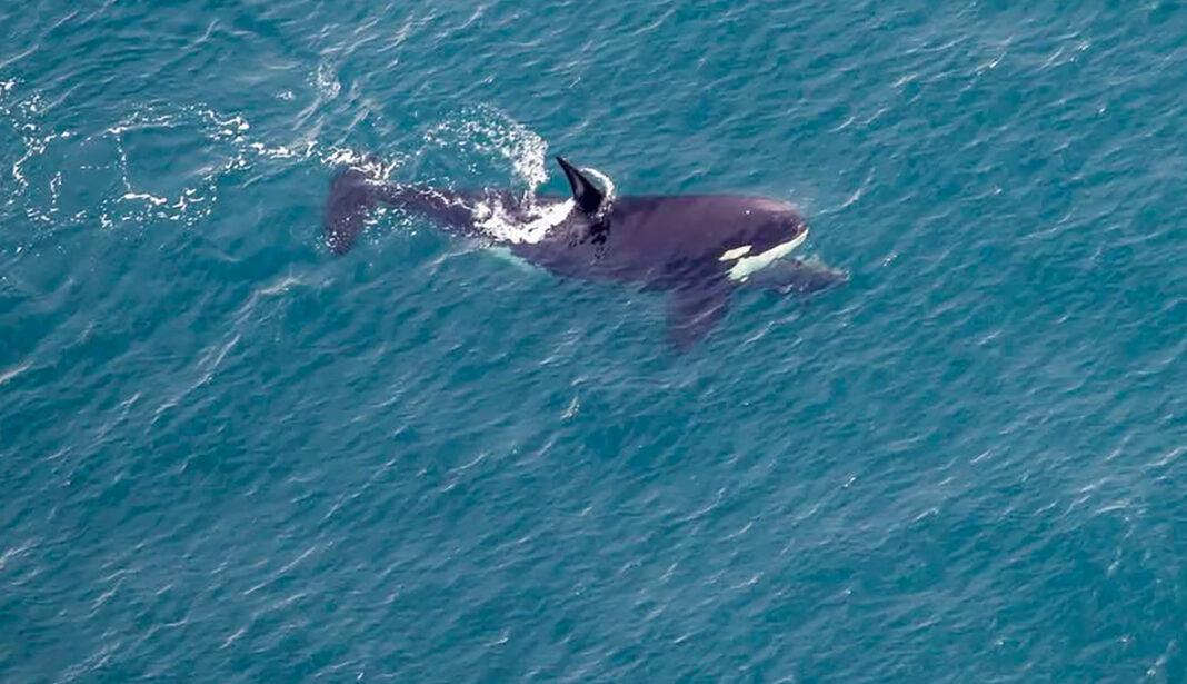 Rare Orca Spotted Off North Carolina Coast for First Time in Five Years