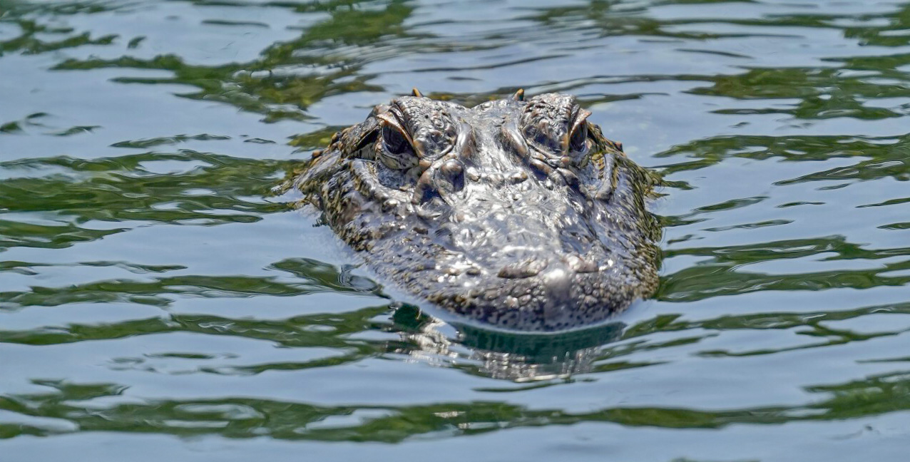 Alligator Attacks Child in North Carolina Lake
