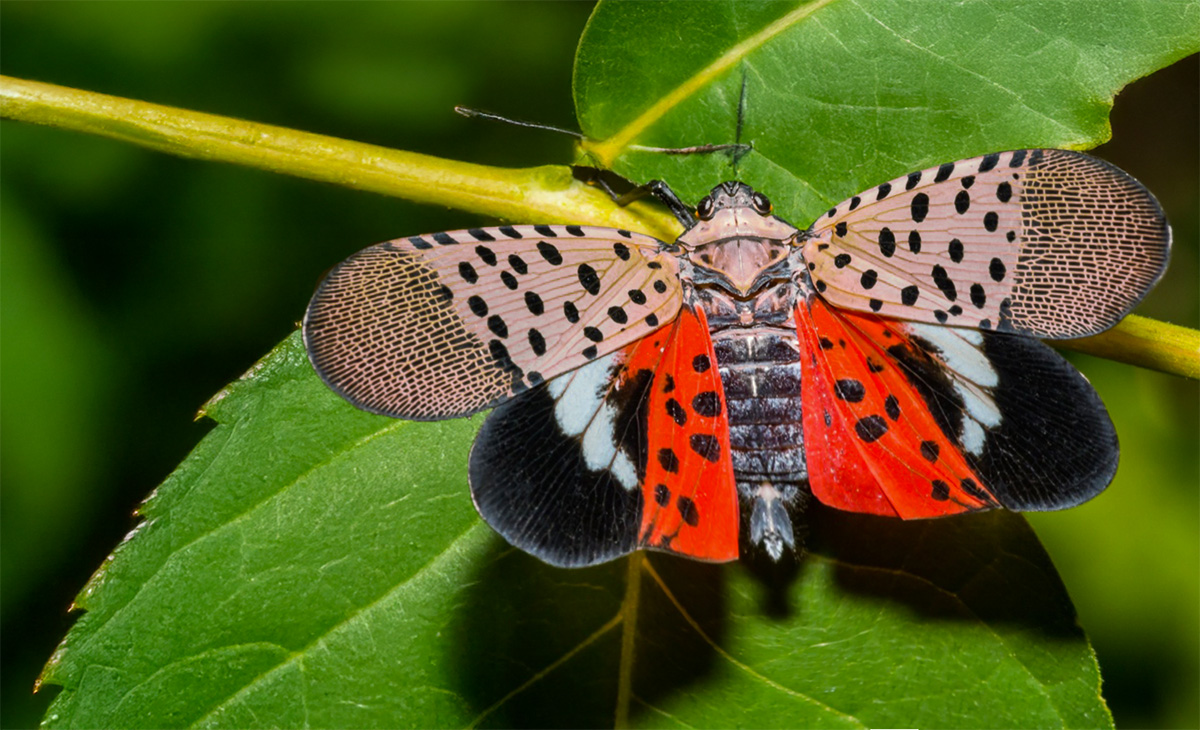 spotted lantern fly sc - Charlotte Stories