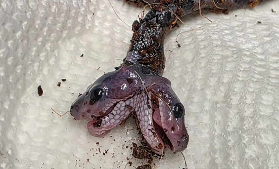 2 headed snake in charlotte - Charlotte Stories