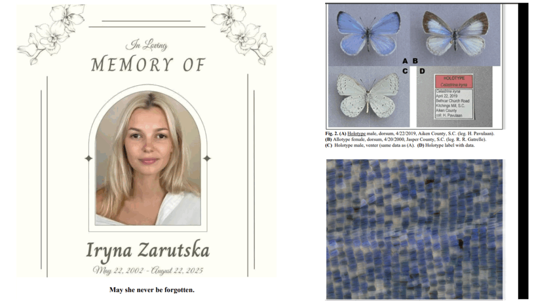 Newly Discovered Blue Butterfly Named in Honor of Charlotte Light Rail ...