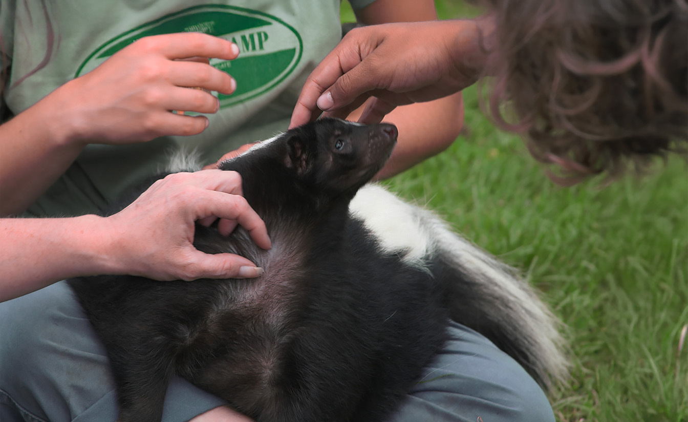 Rabid Skunks Confirmed in Rock Hill — Public Urged to Report Exposure